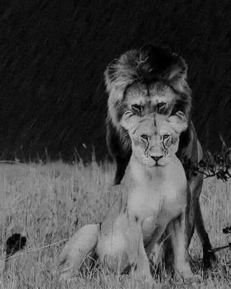 Эхнэр нөхөр хоёр амралтын өдрөөрөө амьтны хүрээлэн оржээ Эхлээд тэр 2 эр эм сармагчин хоорондоо