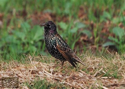 پرندگان ، سار