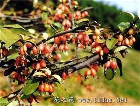 胡颓子 木部 本草纲目图文版在线阅读中医宝典