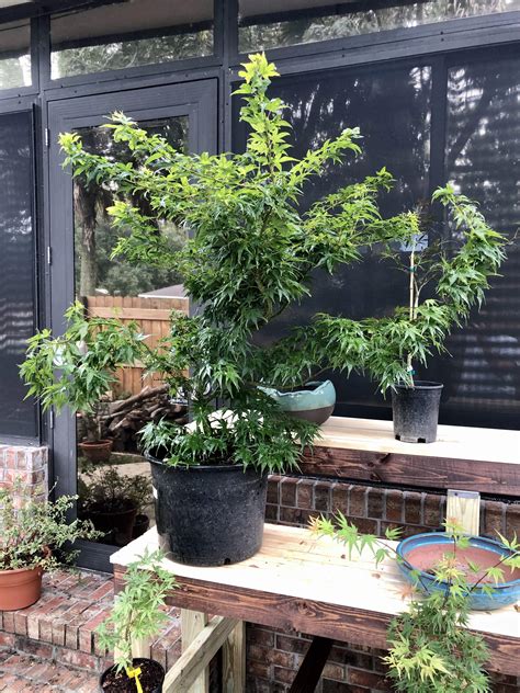 This Was Given To Me Need Help Identifying What Type It Is Japanesemaples