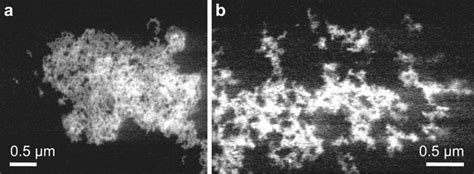 Charge And Ph Did Not Affect The Motion And Agglomeration Of Download Scientific Diagram