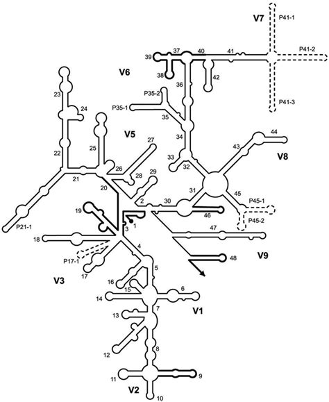 8 Schematic Representation Of The Secondary Structure Of 16s Rrna The Download Scientific