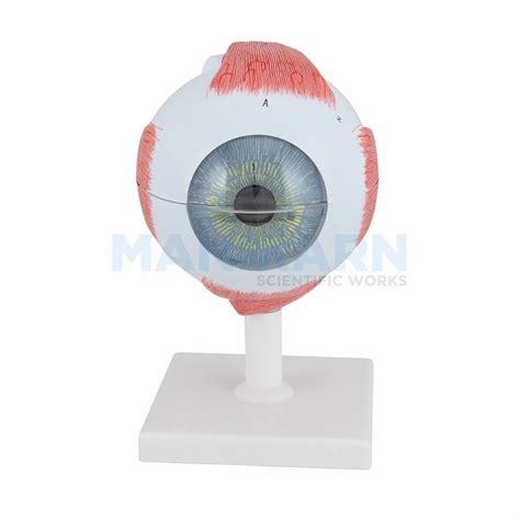 Manikarn Human Eye Model Price And Specifications Manikarn Scientific
