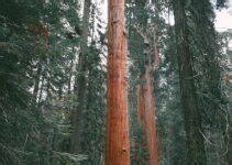 What You Need To Know About Giant Sequoias