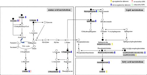 The Metabolic Pathway Network Of The Pathological Processes Of Diabetes Download Scientific