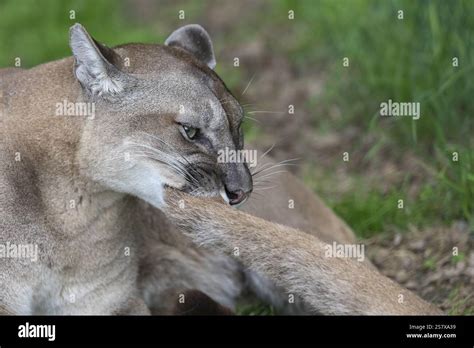 One Male Cougar Puma Concolor Playing With The Tail Of Its Female