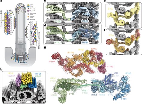 An Overview Of The Anterograde Ift Train Structure A Cartoon Model Of Download Scientific