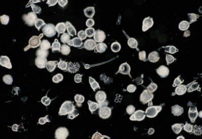Bactérioplancton En Aquarium Récifal Comprendre Le Rôle Des Bactéries