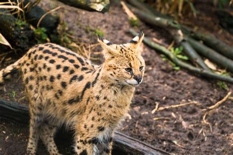 Serval Leptailurus Serval Stock Image Image Of Carnivore
