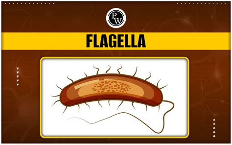 Flagella Structure Functions Types