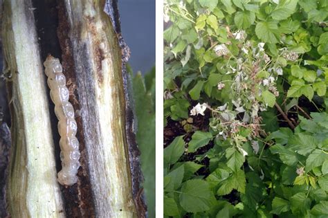 Peach Twig Borer Cherry Fruit Fly Greater Peachtree Borer Ipm Pest