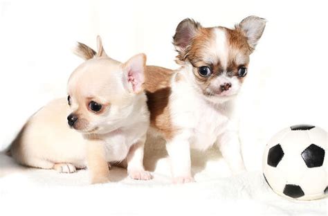 В каком возрасте у чихуахуа встают уши описание особенности и методы постановки Домашний