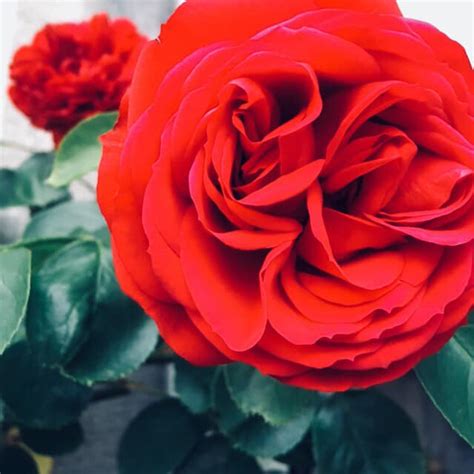 Soutien Soutien Ecole Maternelle De Fraiture Sprimont