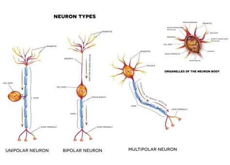 Bipolar Neuron Eye