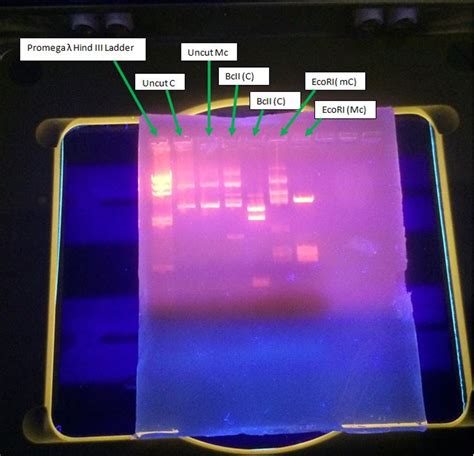 7 After The Experiment Restriction Enzyme Mapping