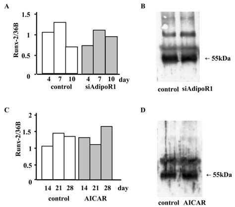 Effects Of Sirna Adipor1 Transfection Or An Aicar Treatment On Runx 2