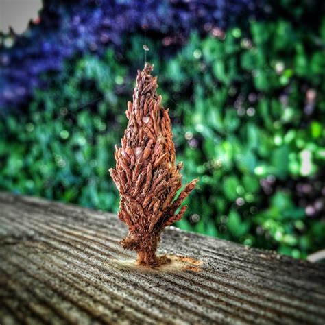 Premium Photo Moth Cocoon