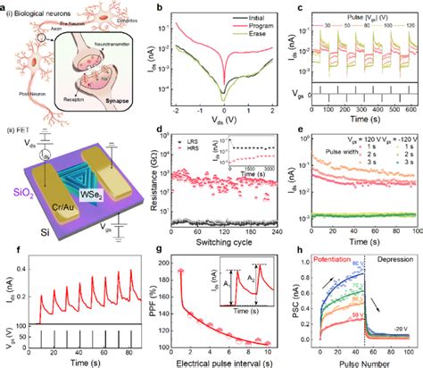 Wse 2 Synaptic Device And Its Plasticity A I Schematic Of Download Scientific Diagram