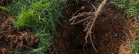 What Is Tree Planting Compost