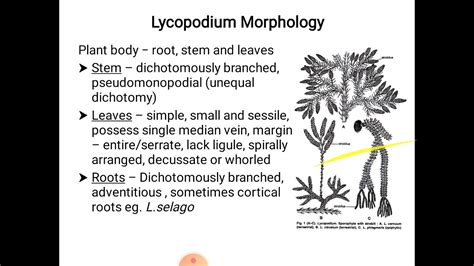 Lycopodium Morphology And Anatomy Youtube