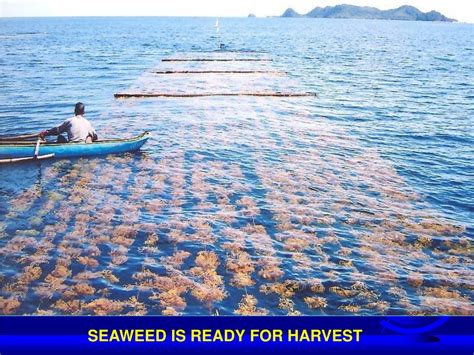 PPT Aquaculture Practices Applied To Micro Algae Cultivation PowerPoint Presentation ID