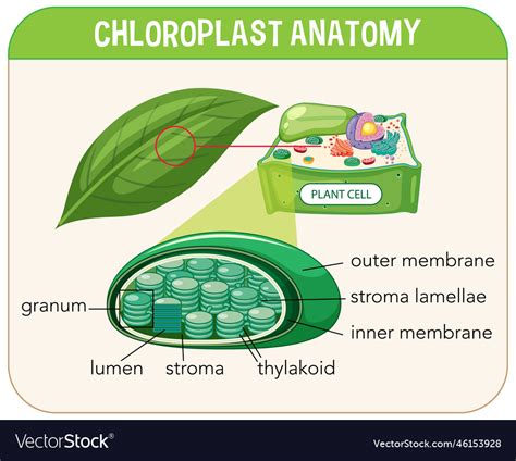 Chloroplast Function