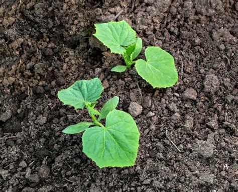 Sprout Of Cucumber Seedling Of Cucumbers Stock Image Image Of Plant Cultiveted 369136797