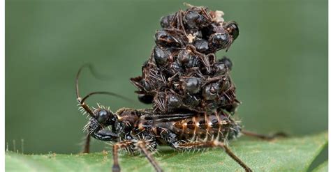 8 Incredible Facts About The Assassin Bug An Aptly Named Insect 8 Incredible Facts About The Assassin Bug An Aptly Named Insect