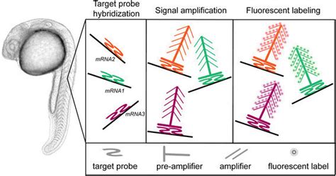 The Rnascope Principle Target Probe Hybridization Sets Of