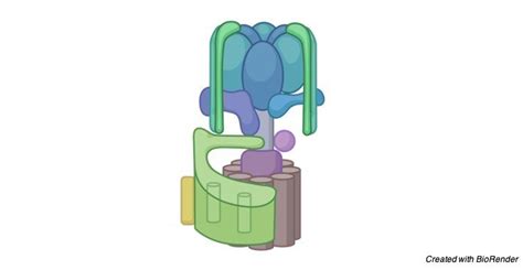 Atp Synthase Definition Function Location I Researchtweet
