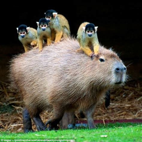 Testing Your App In The Browser With Capybara Rails Backend React