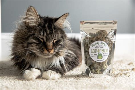 Catnip Grinder Meowy Janes