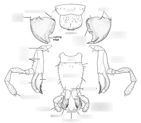 Lab 2 Diagram Mouthparts Of An Insect Diagram Quizlet