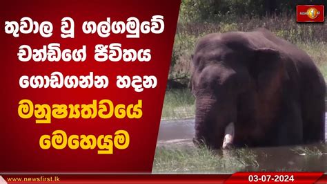 තුවාල වූ ගල්ගමුවේ චන්ඩි‌‌ගේ ජීවිතය ගොඩගන්න හදන මනුෂ්‍යත්වයේ මෙහෙයුම Youtube