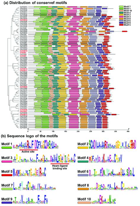 Identification And Position Of Consensus Amino Acid Motifs For Pepper Download Scientific