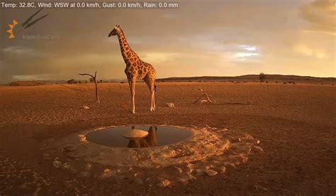 Namibia Webcam Increase Nature