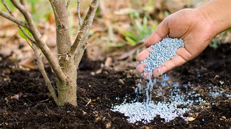 How To Fertilize Trees And Shrubs Plants For All Seasons