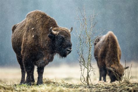 European Bison