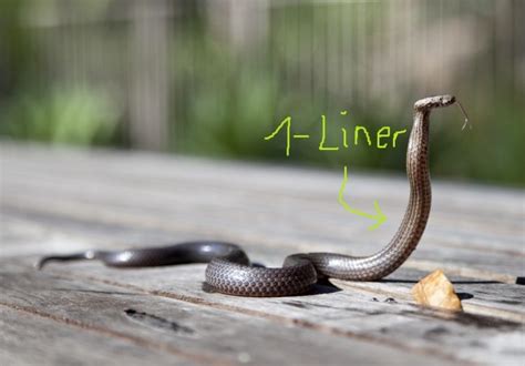 10 elegant python one liners that fit in a tweet be on the right side