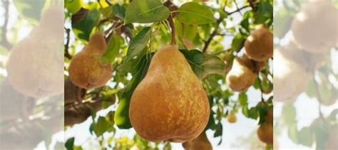 Саженцы груши (Бере, Киргизская, Талгарская) купить в Красногвардейском ...
