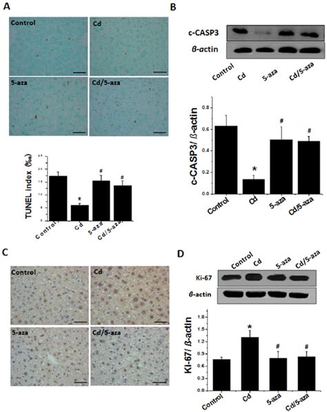 Apoptotic And Cell Proliferation Effects Of Chronic Exposure To Cd On Download Scientific