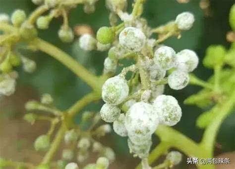 今年葡萄霜霉病发病较重的园子，采后要注意防范！不能偷闲图省事 每日头条