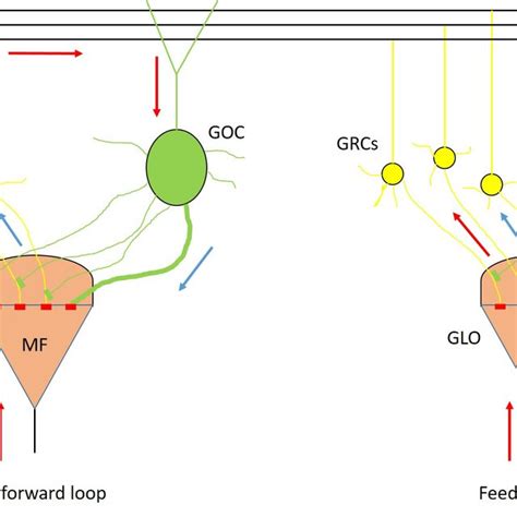 Feedforward And Feedback Loops In The First Loop The Mf Excites The Download Scientific