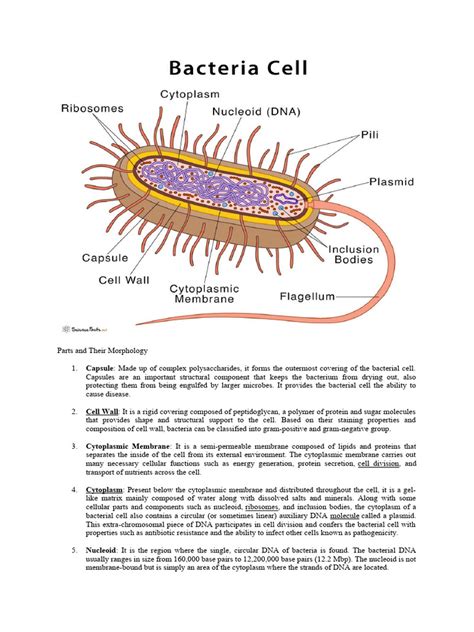 Bio Assignment 1 Pdf Cell Biology Cell Nucleus