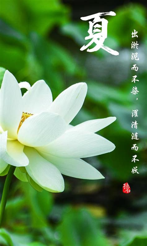像蓮花一樣的女子出淤泥而不染濯清漣而不妖荷花壁紙揚名設計第一期 每日頭條