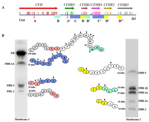 contribution of functional and quantitative genetic variants of