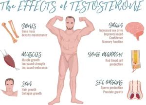 Testosterone Effects Low Testosterone Symptoms Hypogonadism And