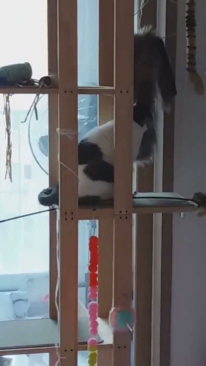 모자에 달린 털을 씻어 널어놨더니 캣타워 2층 첫 입성 하트냥흰둥이 이흰둥 Youtube