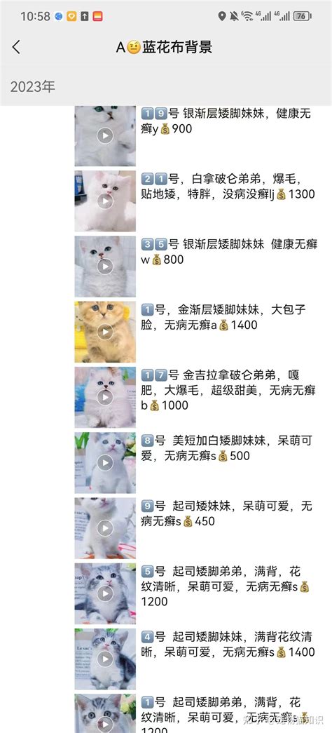 北京猫舍推荐宠物猫基地北京买猫靠谱 知乎