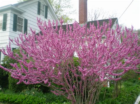 Jarvis House Spring Flowering Trees And Shrubs In The Jarvis House Garden